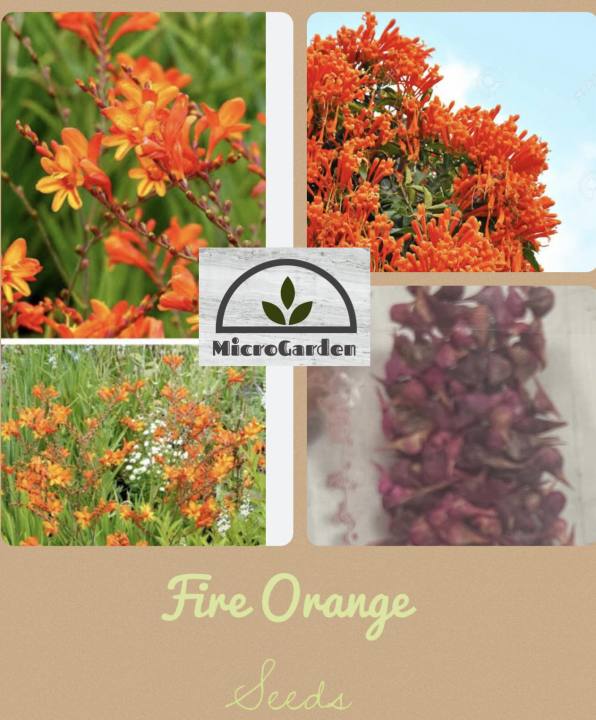 Orange Fire Flower Seeds with extra seed | Lazada PH