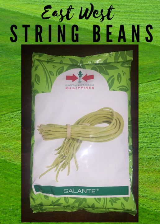 East West EASTWEST GALANTE String Beans Sitaw 1kg | Lazada PH