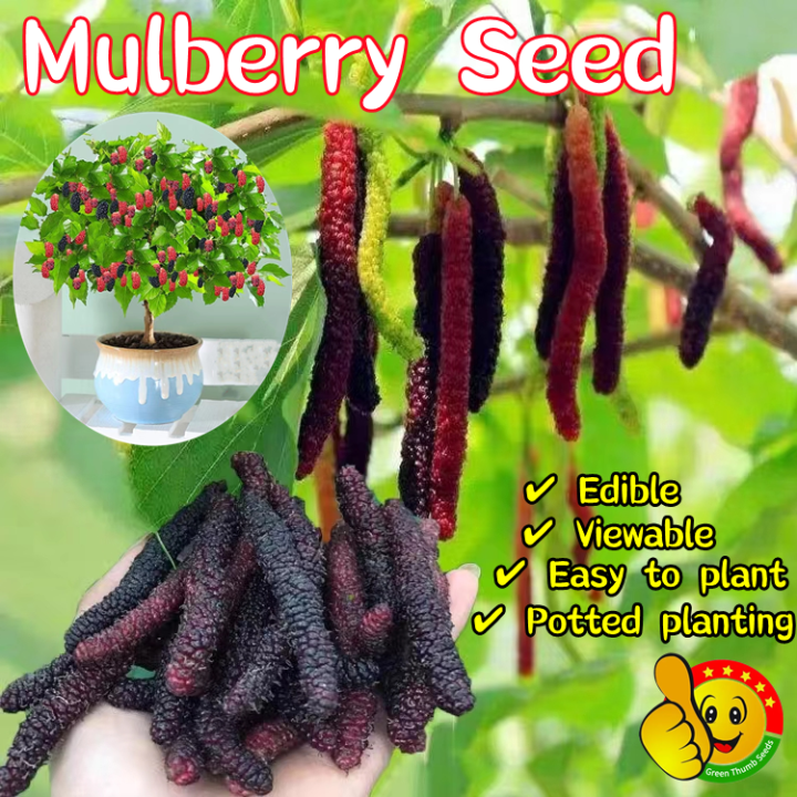 100% Original Sweet Dwarf Mulberry Seeds Rare Mulberry Fruit Seeds for ...