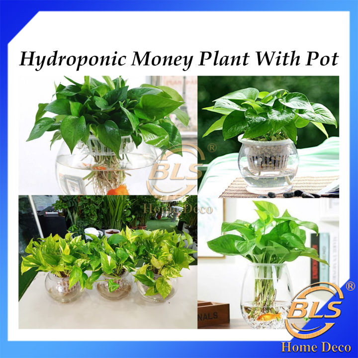 Real Live Plant Hydroponic Money Plant With Pot Epipremnum Aureum Pokok ...
