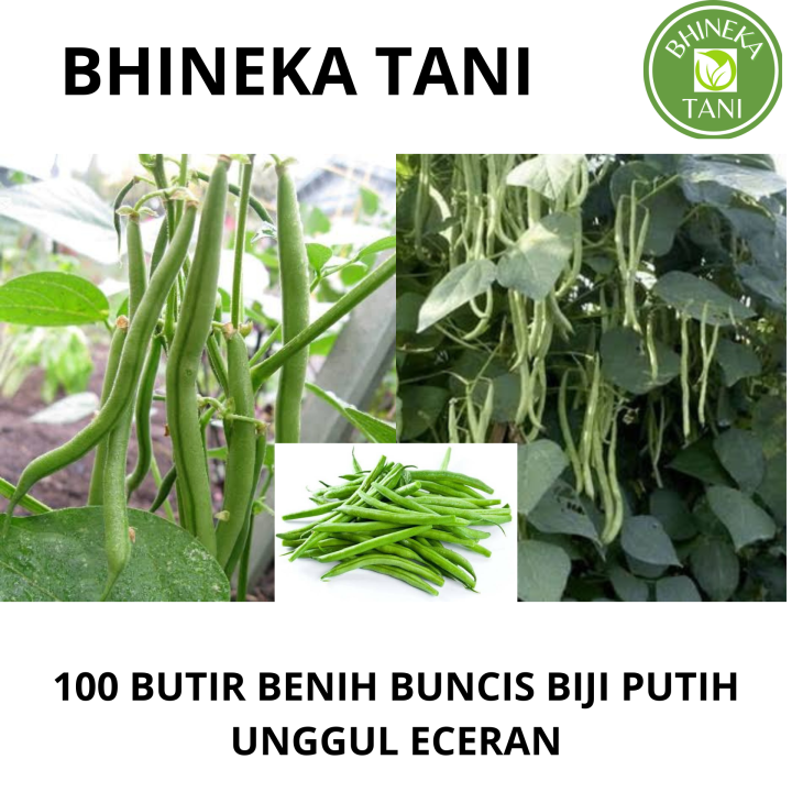 100 BUTIR BENIH BUNCIS BIJI PUTIH UNGGUL | Lazada Indonesia