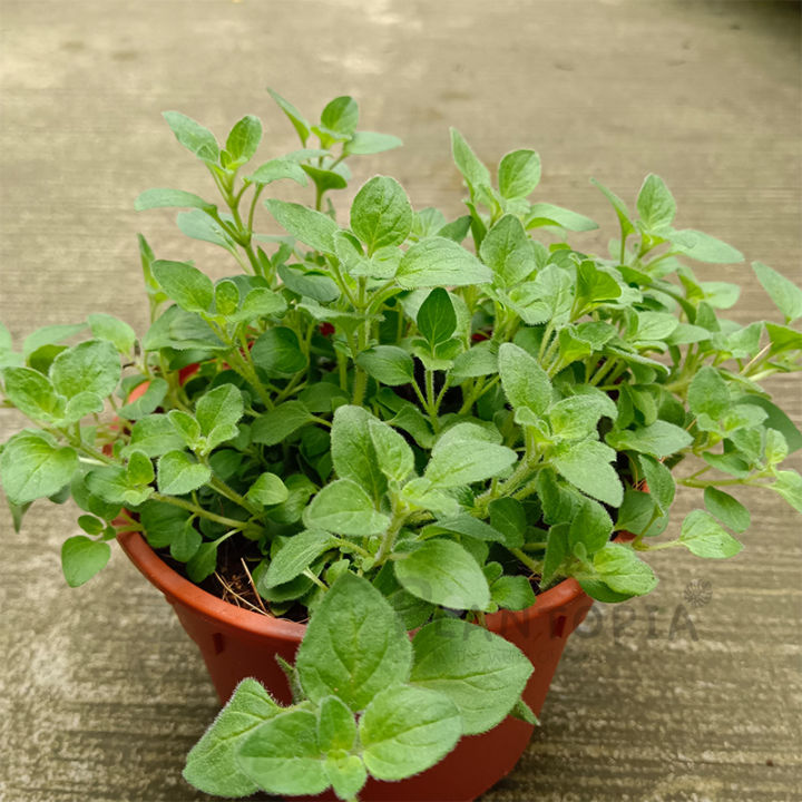 [Plantopia] Oregano Mint Plant | Edible Herbs | Live Plant | Pokok ...