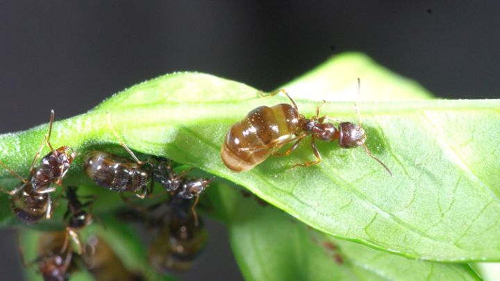 Mongolian original ant Proformica mong domestic honeypot ant living pet ...