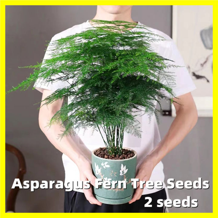 Asparagus Fern Tree Seeds - 文竹种子 2 Seeds Bonsai Seeds for Planting Easy ...