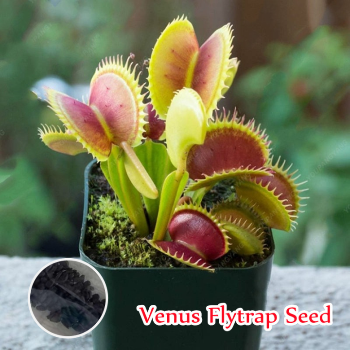 [Fast Germination] Singapore Ready Stock 50 PCS Rare Insectivorous Plant Mini Venus Flytrap ...