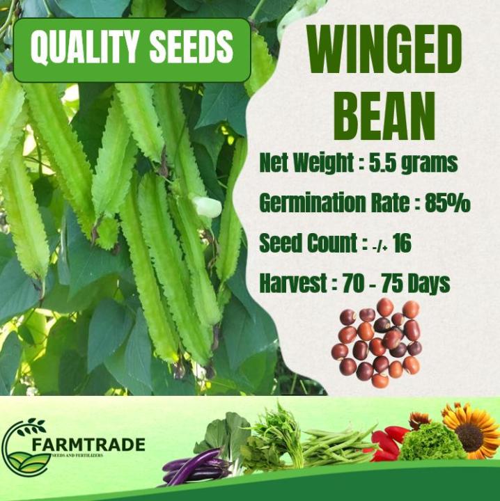 Winged Bean Seeds for Garden Planting - approx 16 seeds High Quality ...