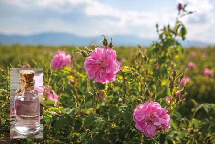 QT- QUEEN OF ROSES: Finest Damascus Rose essential oil (non alcoholic ...