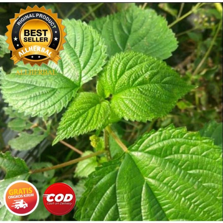 Daun Jelatang Atau Daun Pulus 1 Kg | Lazada Indonesia