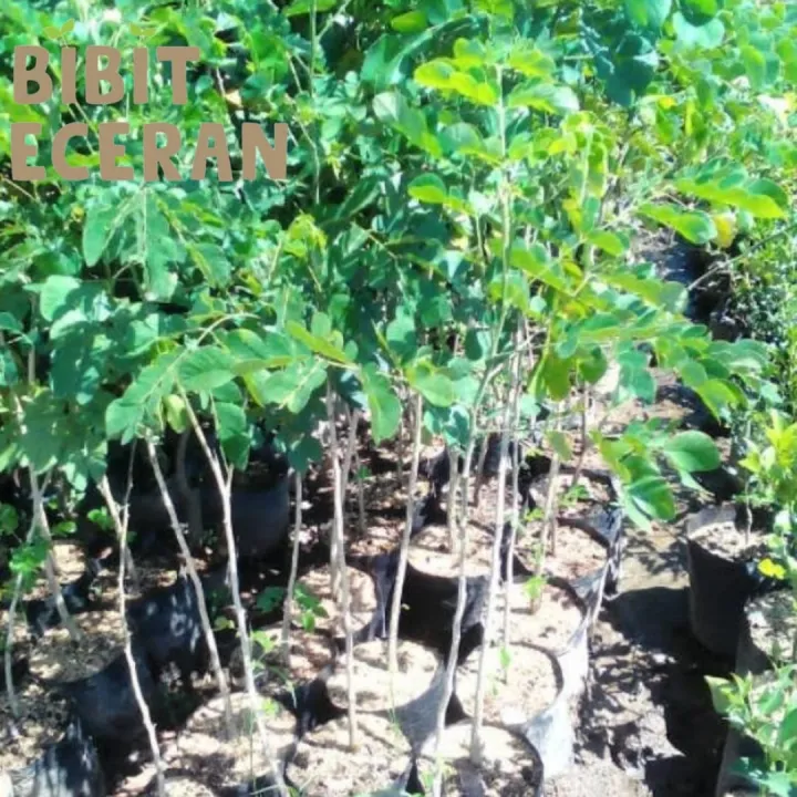 TREMBESI REPACK - ISI +/-5 BENIH BIBIT BIJI POHON | Lazada Indonesia