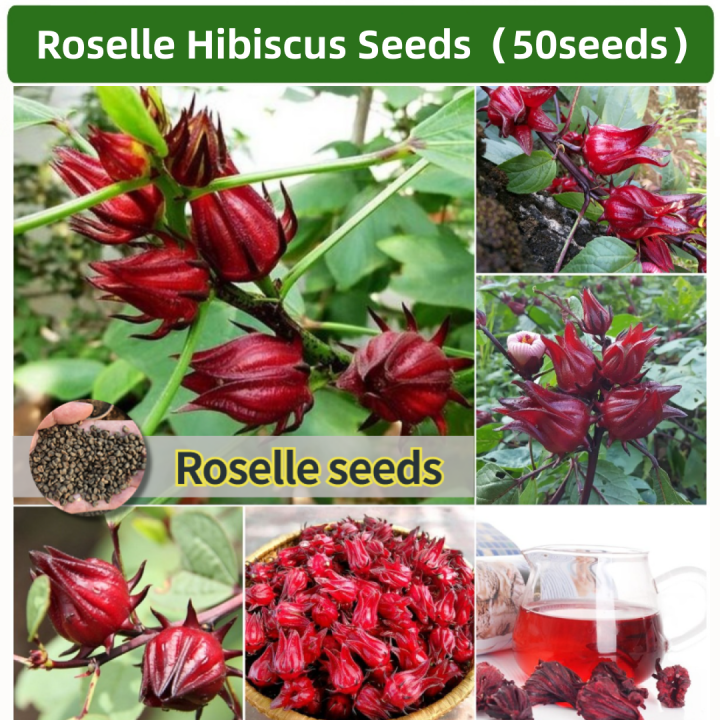 50 seeds/pack ROSELLE PLANT SEEDS - Roselle Hibiscus Seeds for planting Flower Plants | Lazada PH