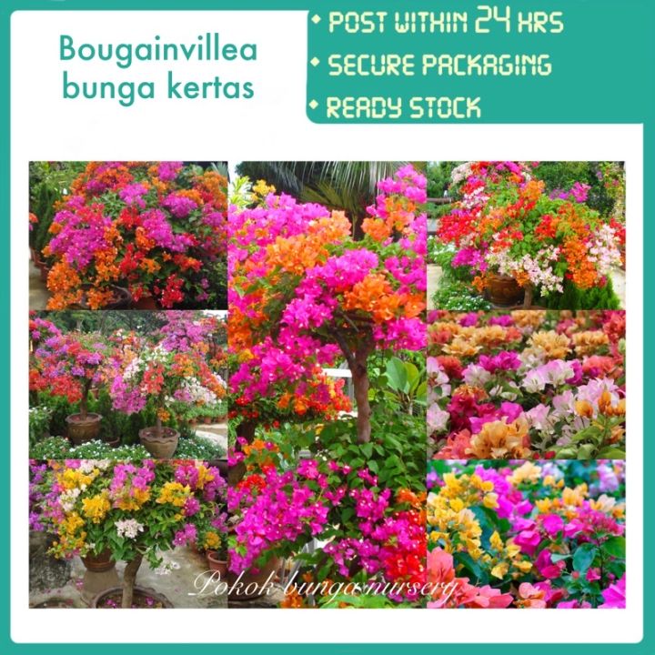 PBN - Bougainville bunga kertas - pokok bunga nursery cepat rajin ...