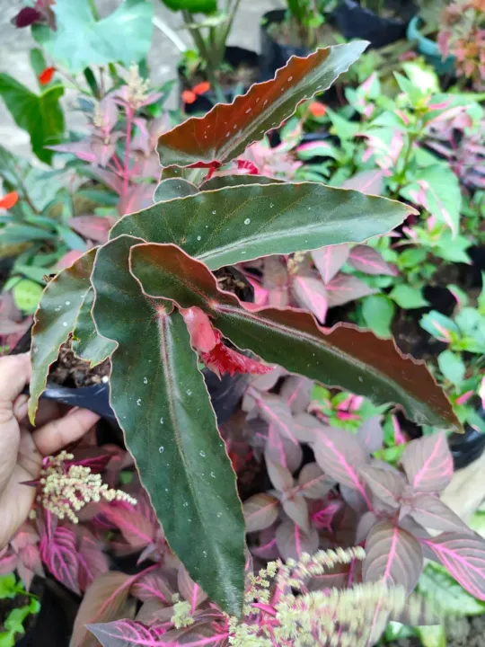 Begonia 'Torch" Angel Wings with FREE plastic pot, pebbles and garden ...