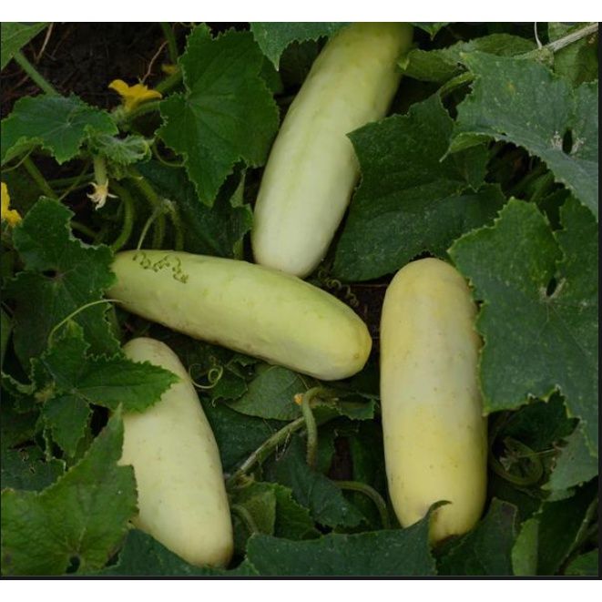 pipino / cucumber seeds - condor - vegetable - Hybrid Cucumber | Lazada PH
