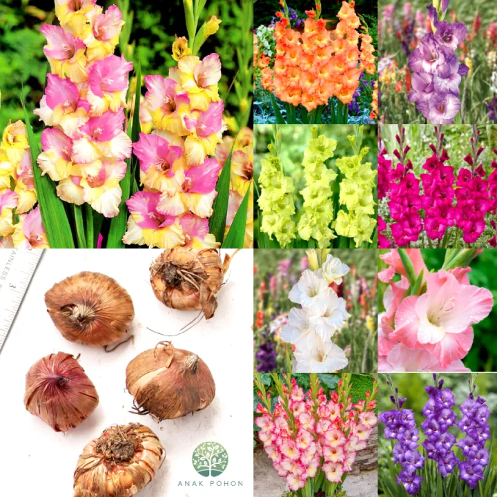 Umbi Bunga Gladiol Gladiolus® Holland Aneka Varian Warna Bulb ...