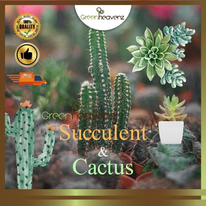 GHZ Real Succulents Mini Cactus Plant Live Succulent Plant Live Plant ...