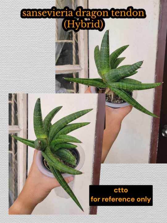 Dragon Tendon Hybrid Sanse. | Lazada PH