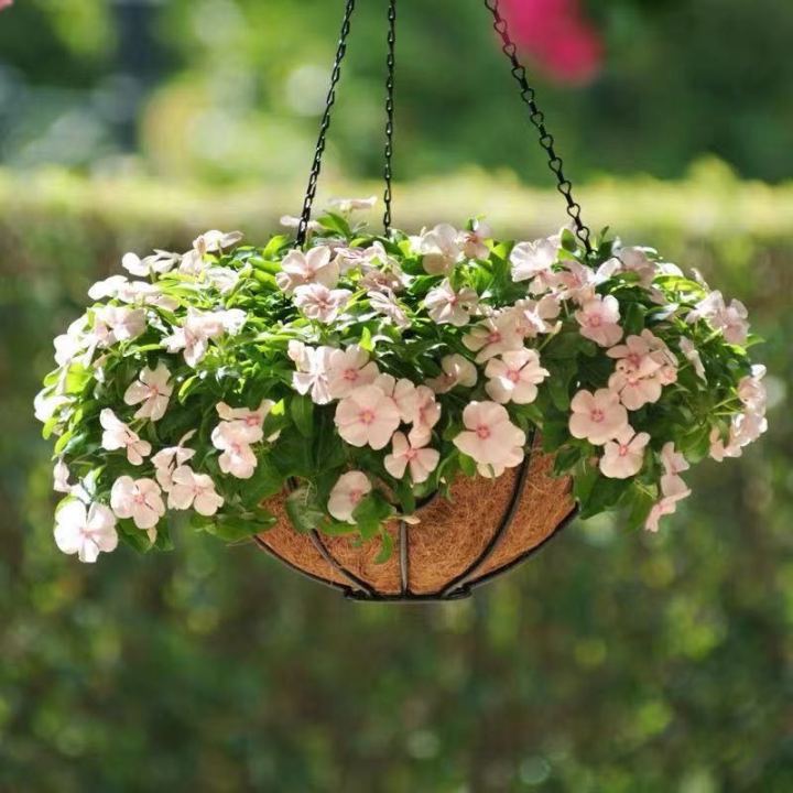 Ready Stock 100PCS Rare Periwinkle Flower Seeds Catharanthus Roseus ...