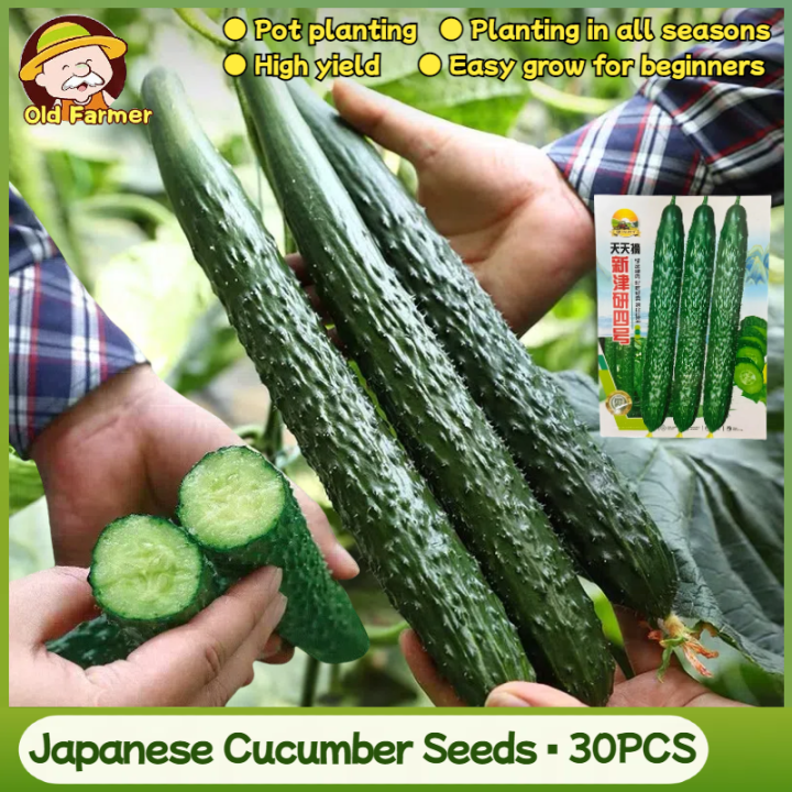 100% Original Fresh Japanese Cucumber Seeds for Planting Vegetable ...