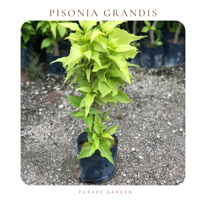【𝗣𝗚】Pisonia Grandis Moonlight Tree 抗风桐 Live Plant Outdoor Plant Pokok ...