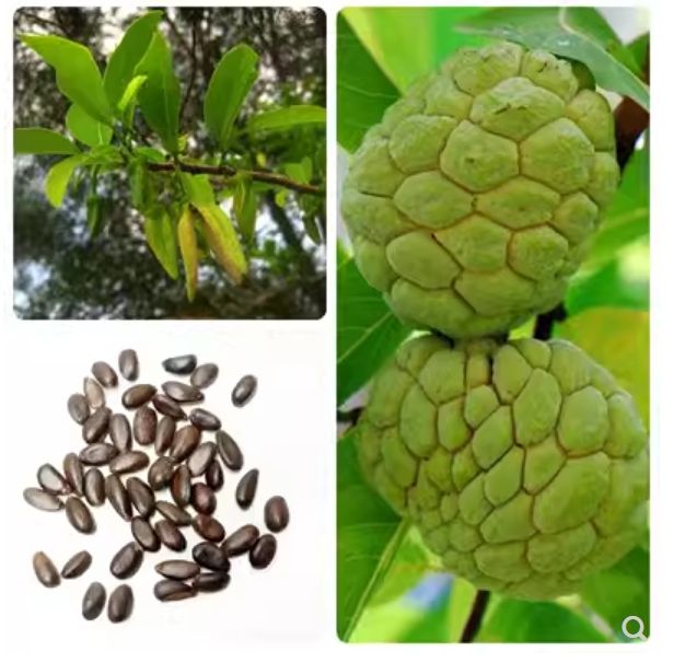 Cherimoya seed Cherimoya seed Lycidas pholocephala and cherimoya fruit ...