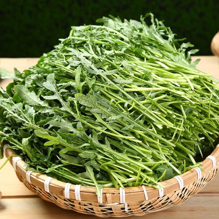 400 seeds RARE Italian Rocket Lettuce Arugula Vegetable Salad Seeds ...