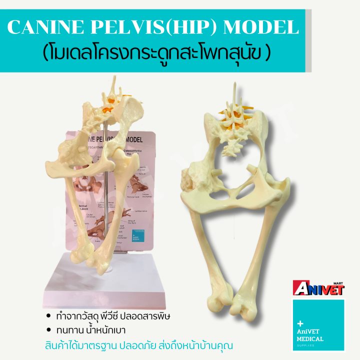 โมเดลโครงกระดูกสะโพกสุนัข (canine pelvis(HIP) model) | Lazada.co.th