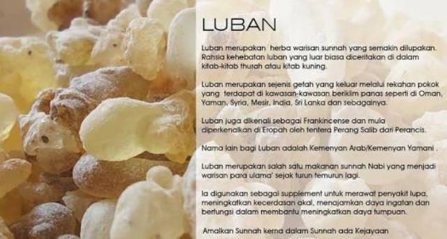 kemenyan Luban Arab putih/hitam (boswellia spp. thurifera) olibanum ...