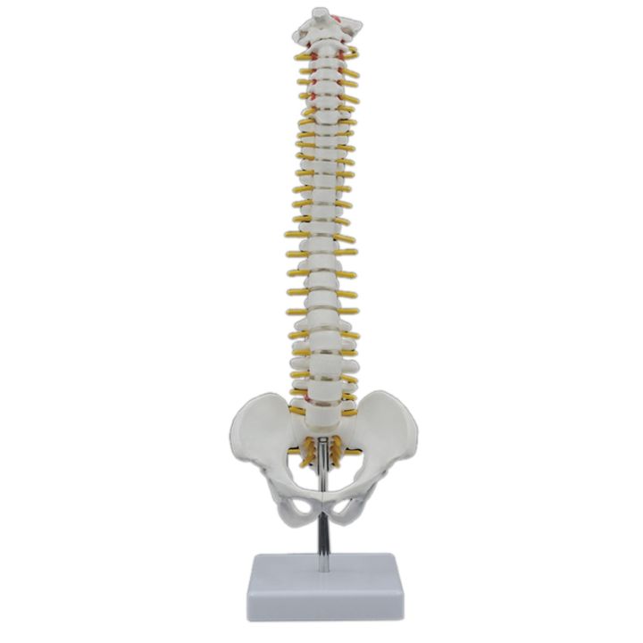 45CM Human Spine with Pelvic Model Human Anatomical Anatomy Spine Model ...