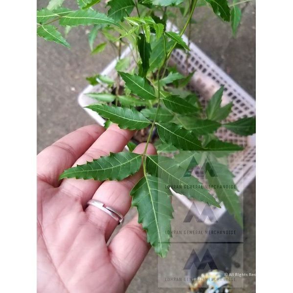 Neem Tree Plant Stable Leafy Seedlings Garden Landscape Decoration XL ...