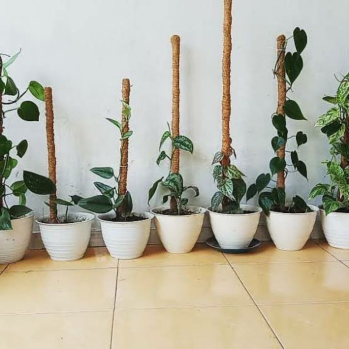 Turus tanaman rambat Pipa 60 cm | Lazada Indonesia