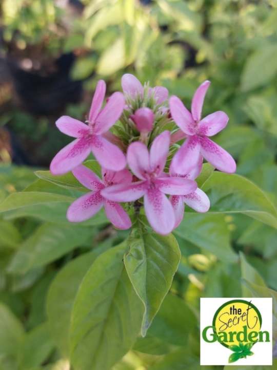 Ruspolia Pink with Flower with FREE plastic pot, and garden soil ...