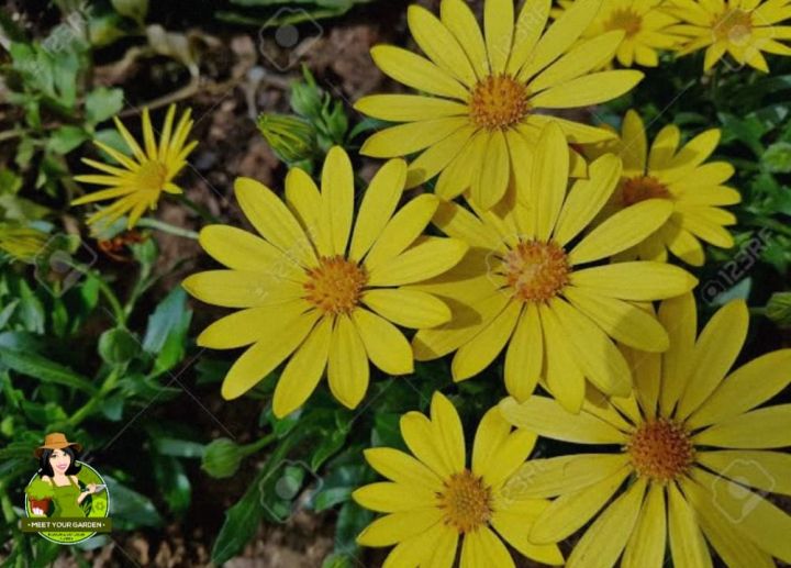 Daisy Yellow Sunset (included pot, pebbles and soil) | Lazada PH