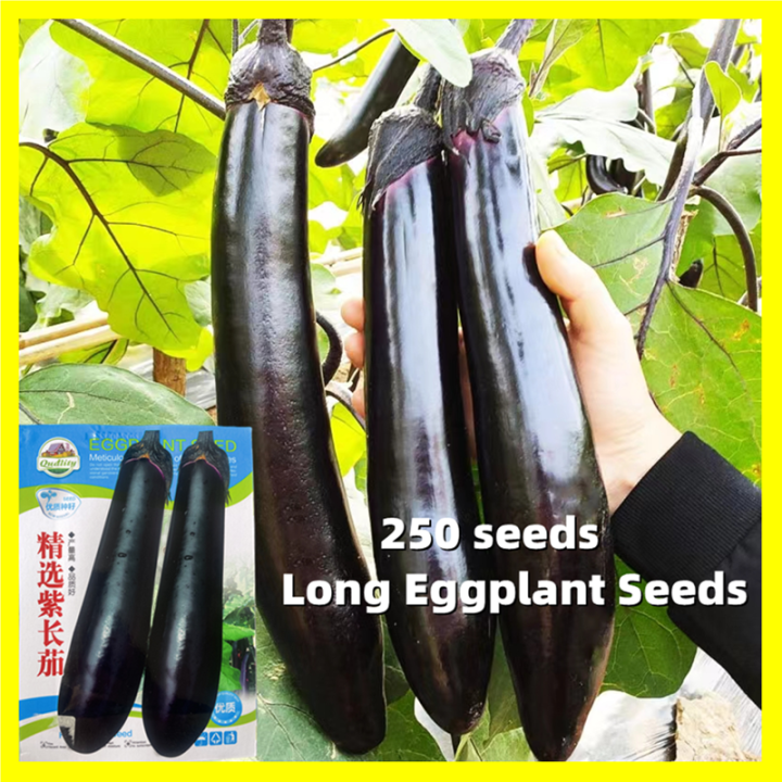 Hybrid Long Eggplant Seeds for Planting - 100% Fresh 250seeds Eggplant ...