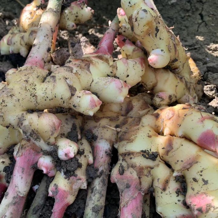 Fresh ginger fresh Guizhou small turmeric freshly dug red ginger bud ...