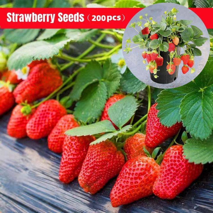 200seeds/pack Giant Strawberry Seeds for Planting-Strawberry Fruit ...