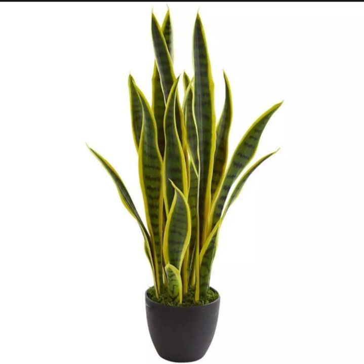 pohon sensivera lidah mertua / tanaman hias sensivera | Lazada Indonesia pohon sensivera lidah mertua / tanaman hias sensivera | Lazada Indonesia