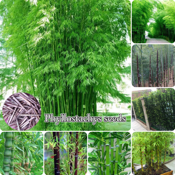 [Quick Delivery] 50seeds Giant Moso-Bamboo Seeds Phyllostachys Seeds ...