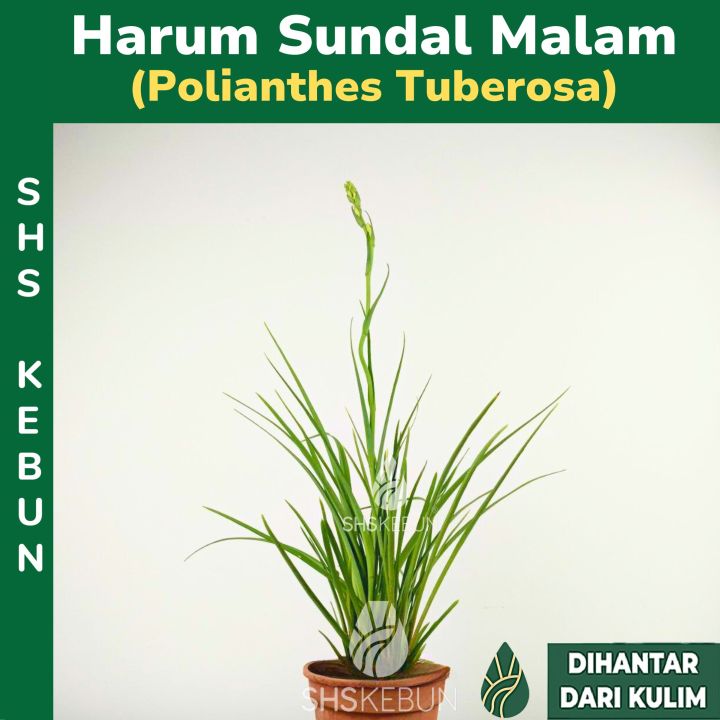 Harum Sundal Malam/Sundal Malam Seda Malam Tuberose Plant Pokok Bunga ...