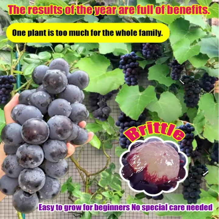 Potted grape vines, succulent fruit trees, grape fruit trees with soil ...