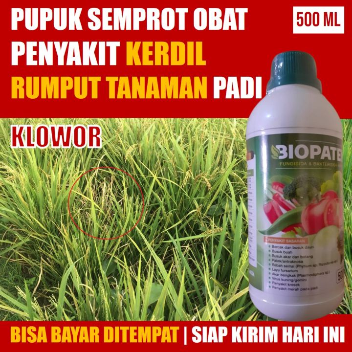 BIOPATEK 500 ML Obat Semprot Kerdil Rumput Pada Tanaman Padi, Cara ...