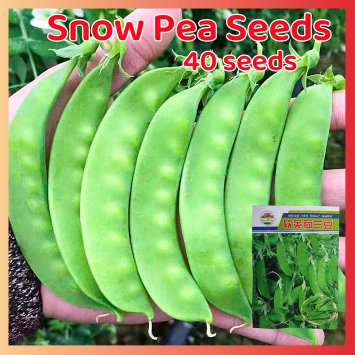 [Good Seed] พร้อมเสิร์ฟ เมล็ดพันธุ์ Easy Grow High Yield Organic Snow ...