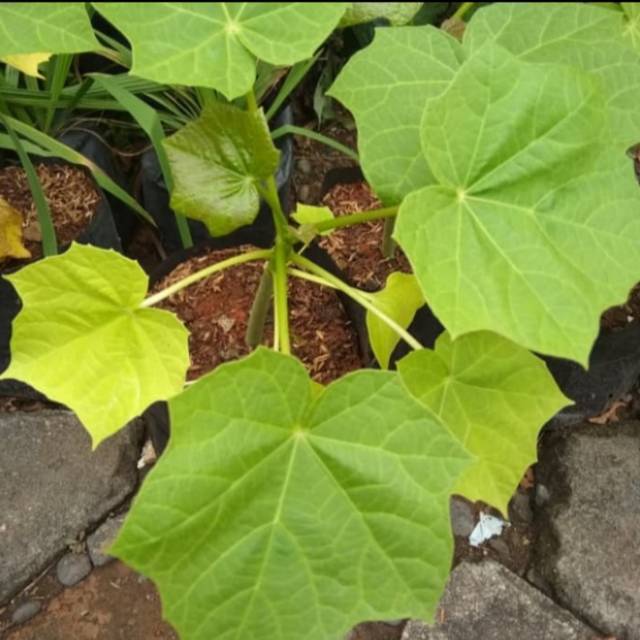 Pohon Jarak Pagar - Tanaman Herbal Bibit Pohon Jarak Pagar | Lazada ...