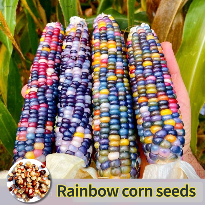 [Easy to grow in Malaysia] Sweet Glutinous Colorful Corn Seeds for ...
