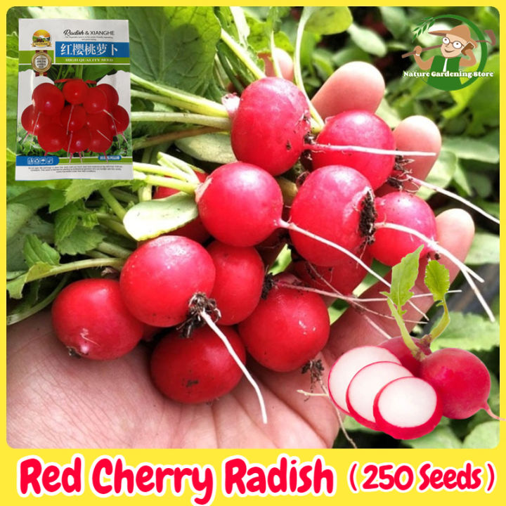 Organic Red Cherry Radish Seeds for Planting (250 Seeds) Round Red ...