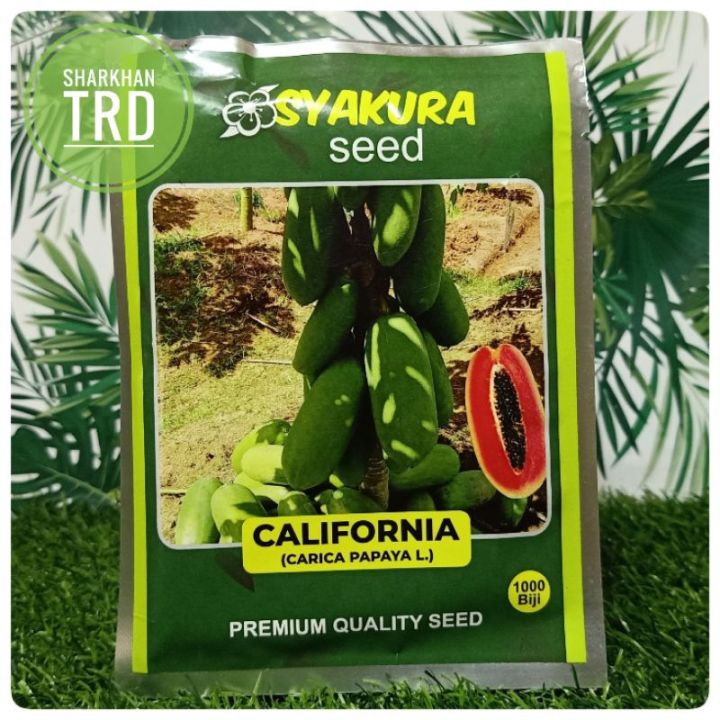 Paket 50-100-1000 Biji CALIFORNIA Syakura Seed Biji Benih Betik Sekaki ... Paket 50-100-1000 Biji CALIFORNIA Syakura Seed Biji Benih Betik Sekaki ...