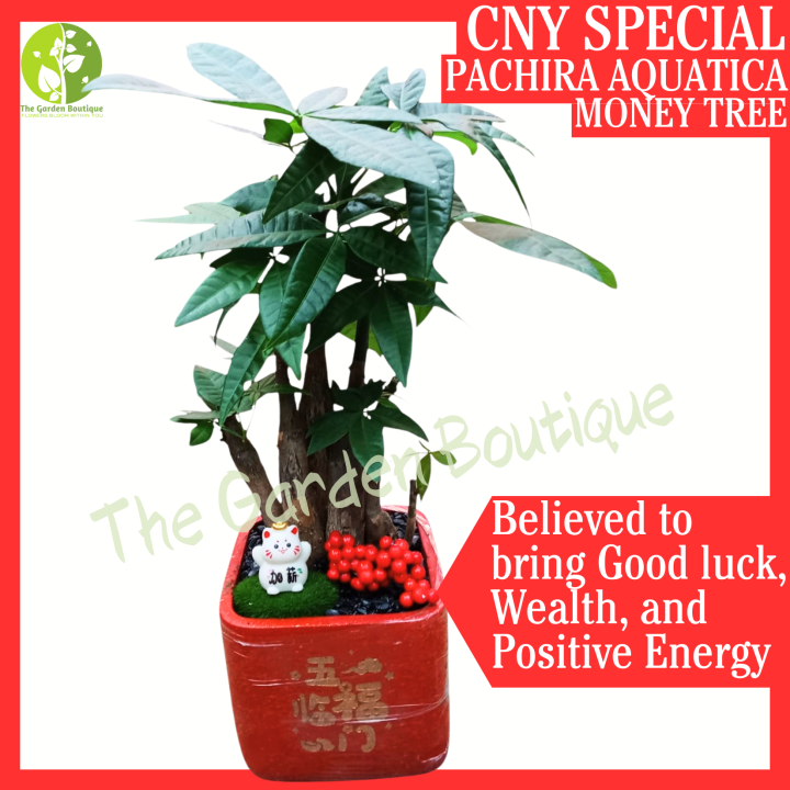 [LOCAL SELLER - Live plants] CNY Money Tree Pachira Aquatica 发财树 Lucky ...
