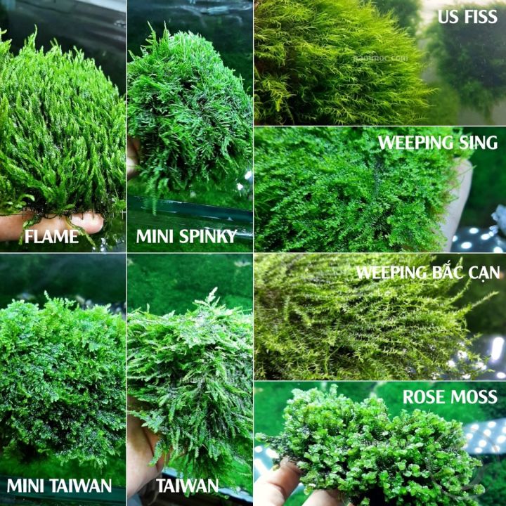 Rêu Mini Taiwan, Spinky, Weeping, Flame Moss Trang Trí Hồ Cá Thuỷ Sinh ...