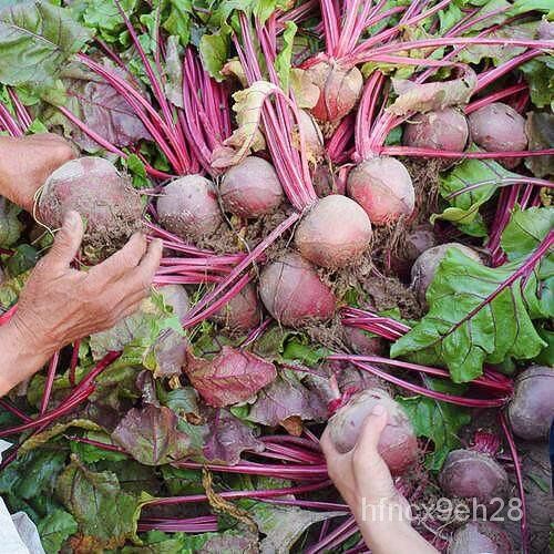 Benih Ubi Bit Merah /Beet Root Seed/Beetroot | Lazada PH