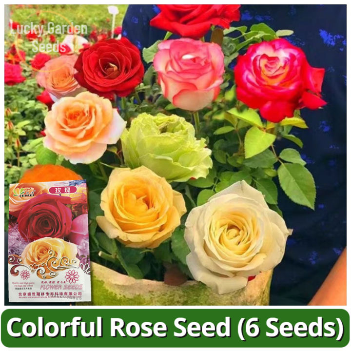 100% Original Colorful Rose Flower Seeds for Planting (6 Seeds, Random ...