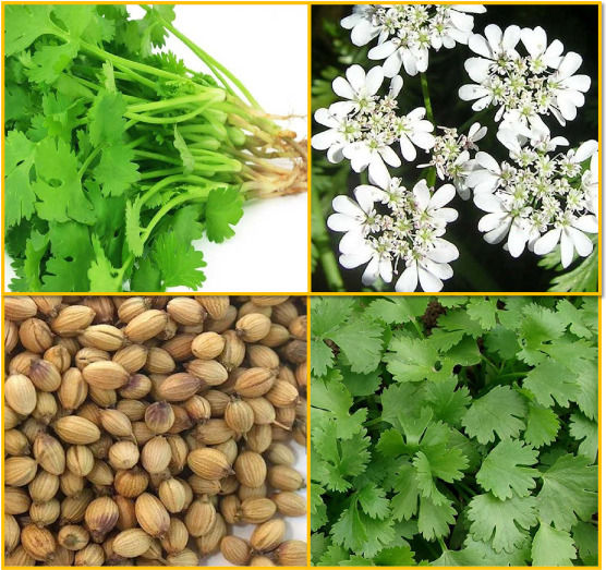 Coriander seeds biji/daun ketumbar seed dried herbal dhania (Coriandrum sativum)芫荽种子 kuzbara ...